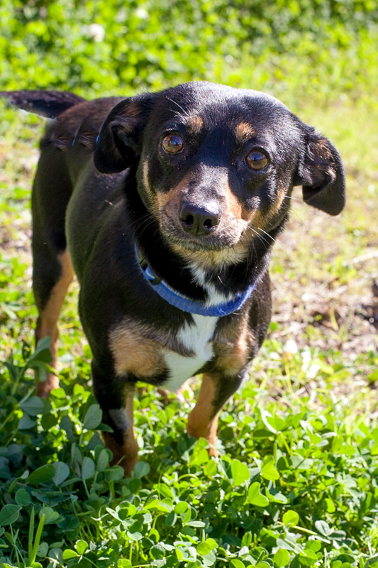 Dorothy - Small Female Mini Foxie / Tenterfield Terrier x Dachshund ...