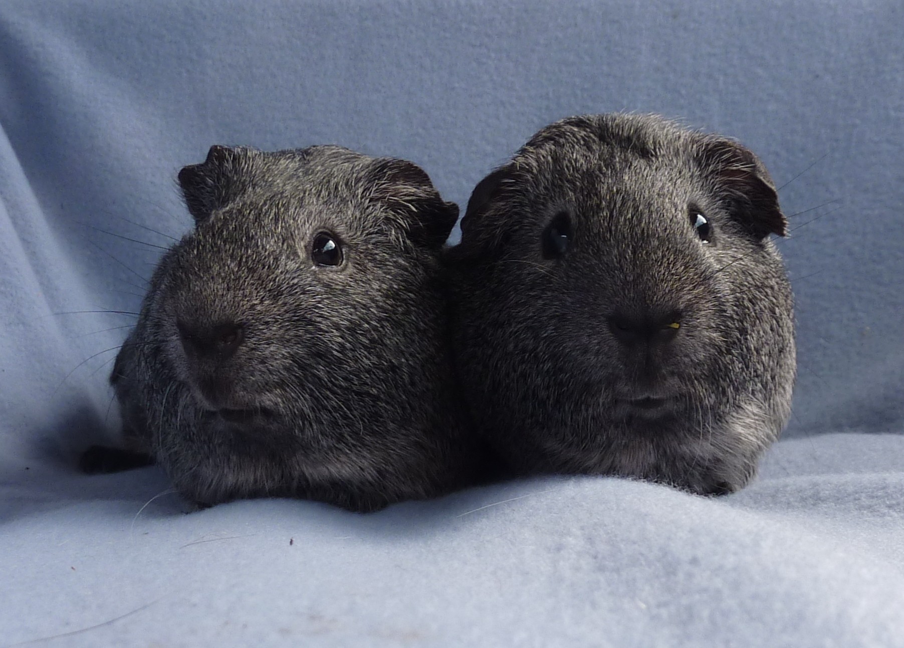 Mr Slate and Mudlow - Male Short-hair Smooth Hair Guinea Pig in QLD ...
