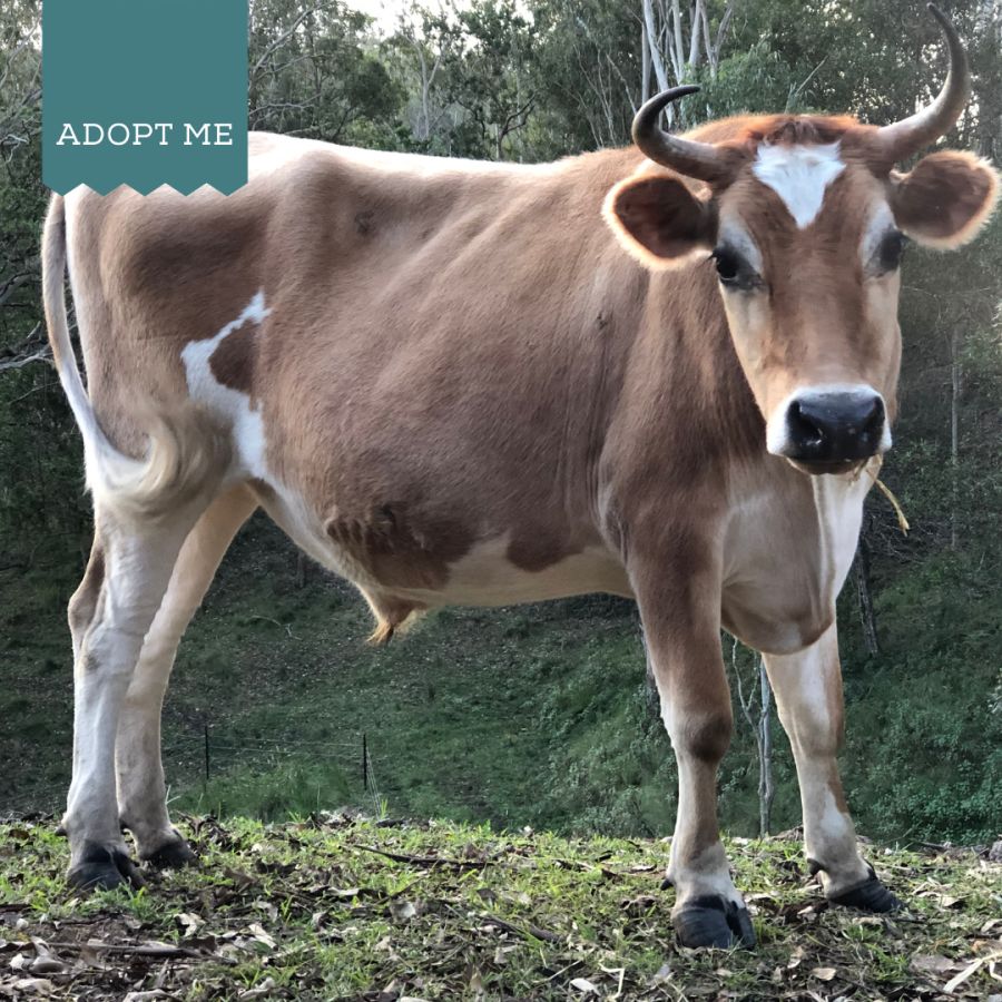 Romeo - Male Cow in NSW - PetRescue