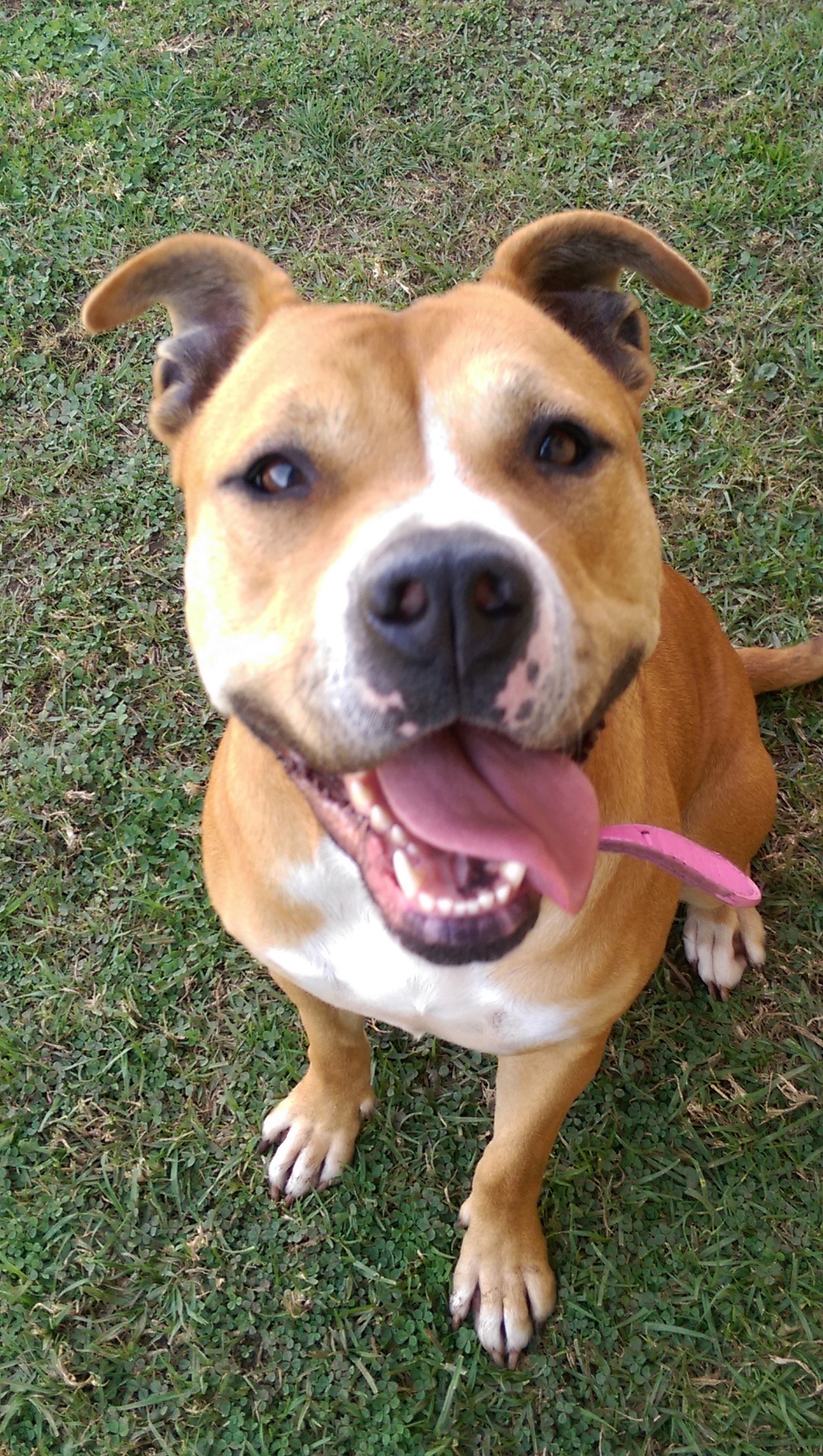 Koby - Medium Female American Staffordshire Terrier x Boxer Mix Dog in ...