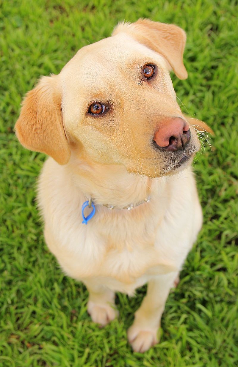 Myla - Medium Female Labrador Retriever Mix Dog in NSW - PetRescue