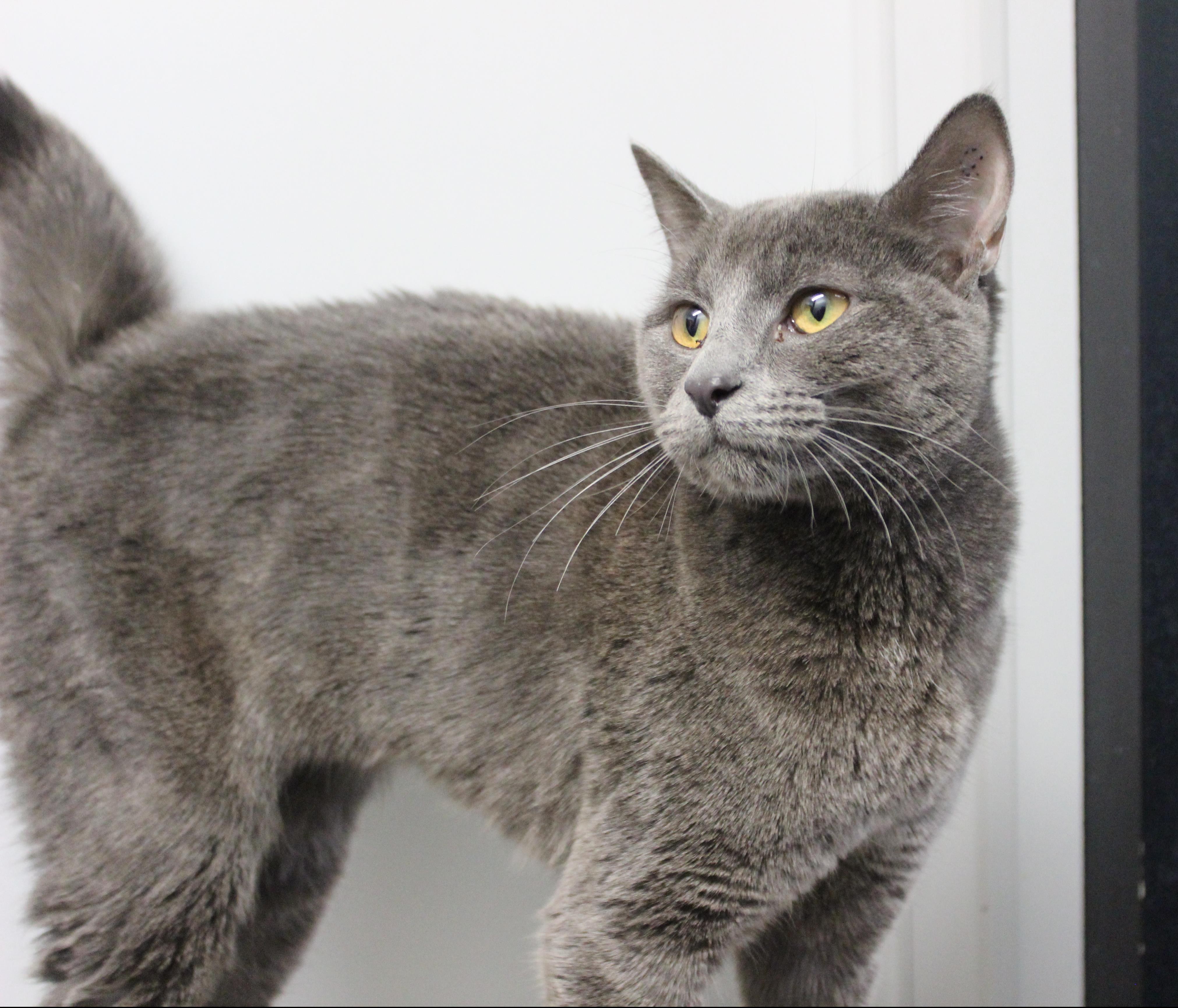 Aurelia - Female Domestic Short Hair x Russian Mix Cat in QLD - PetRescue