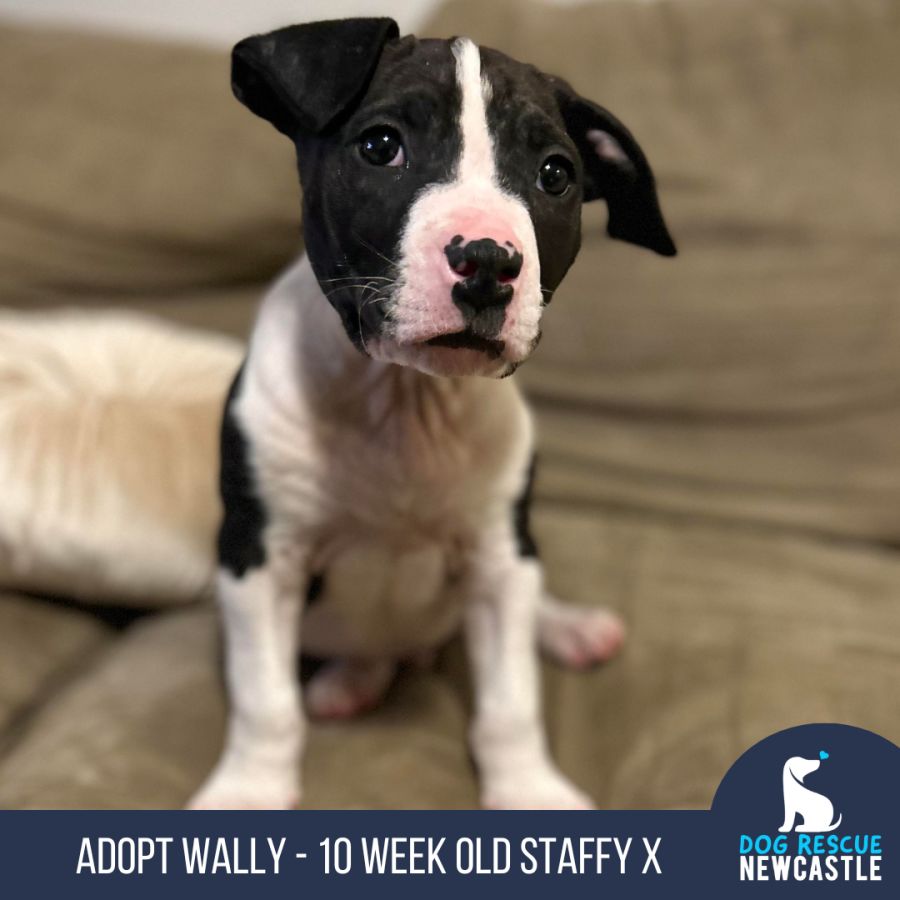 Wally - 10 Week Old Staffy X - Medium Male Staffy Mix Dog in NSW ...