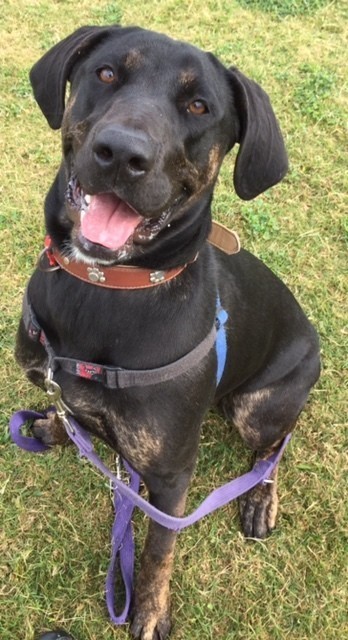 Mia - Large Female Labrador Retriever x New Zealand Huntaway Mix Dog in ...