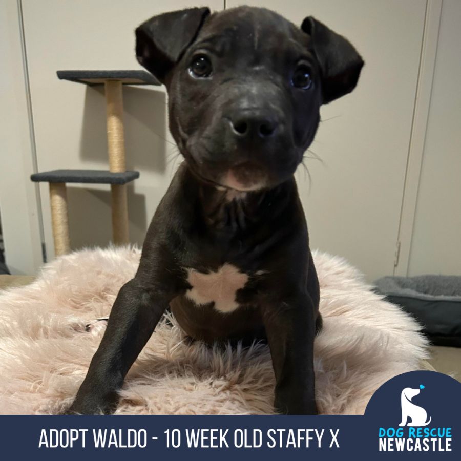 Waldo - 10 Week Old Staffy X (On trial 27/7/23) - Medium Male Staffy ...