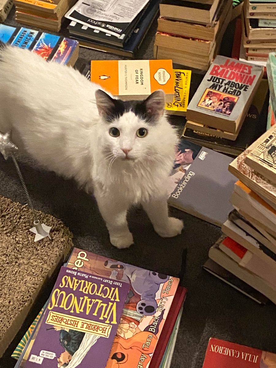 Vinny (Also known as Chunky Monkey) - Male Domestic Medium Hair Cat in ...