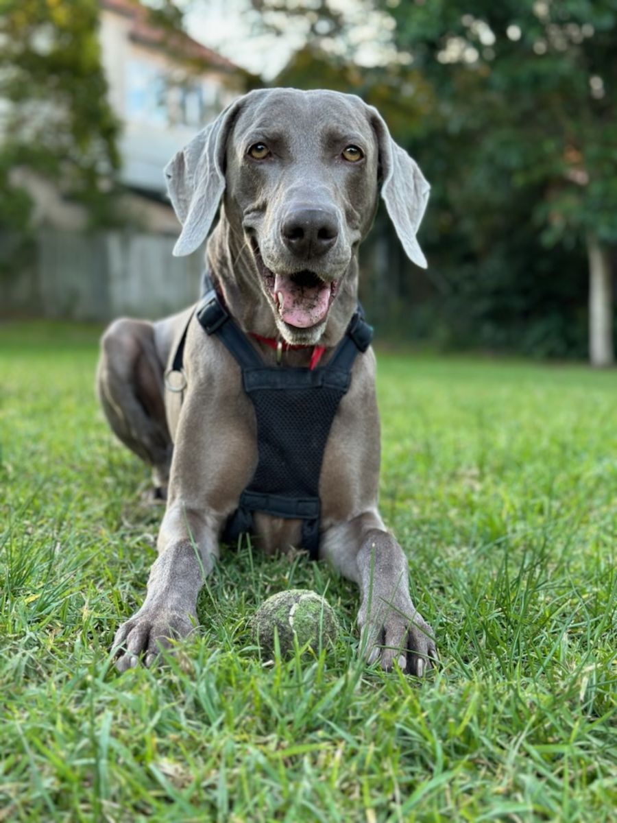 Oscar - Large Male Weimaraner Dog in NSW - PetRescue