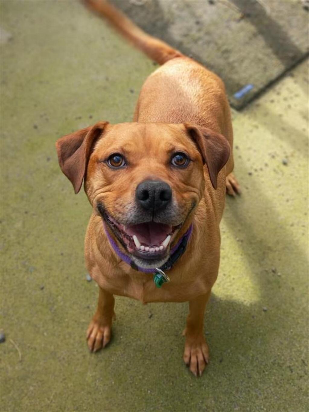 Xena - Medium Female American Staffordshire Terrier x Rhodesian ...