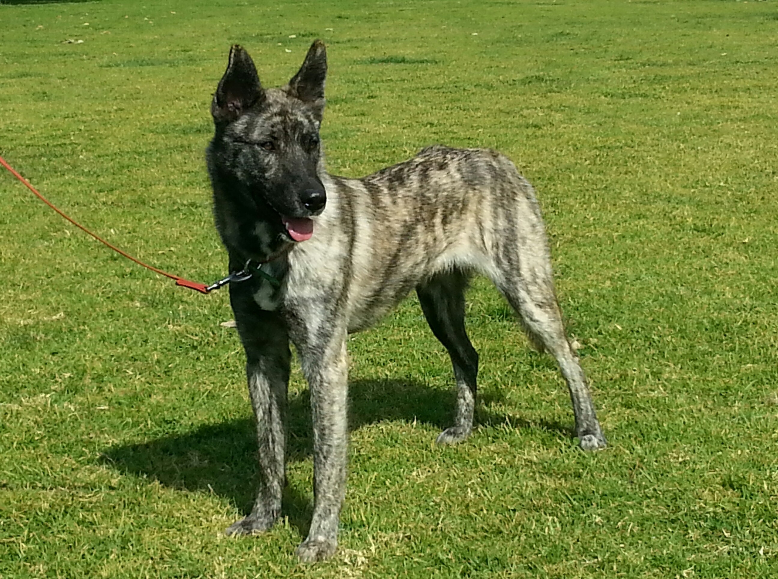 Roxi - Large Female Dutch Shepherd Dog in NSW - PetRescue