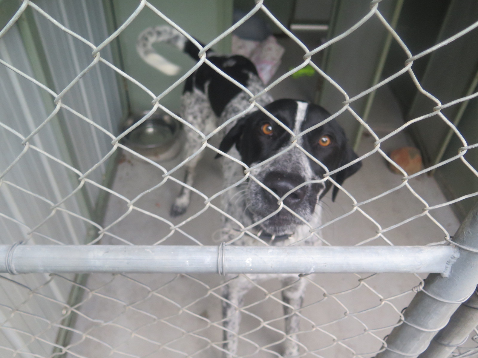 Percy - Medium Male German Shorthaired Pointer x Maremma Sheepdog Mix ...