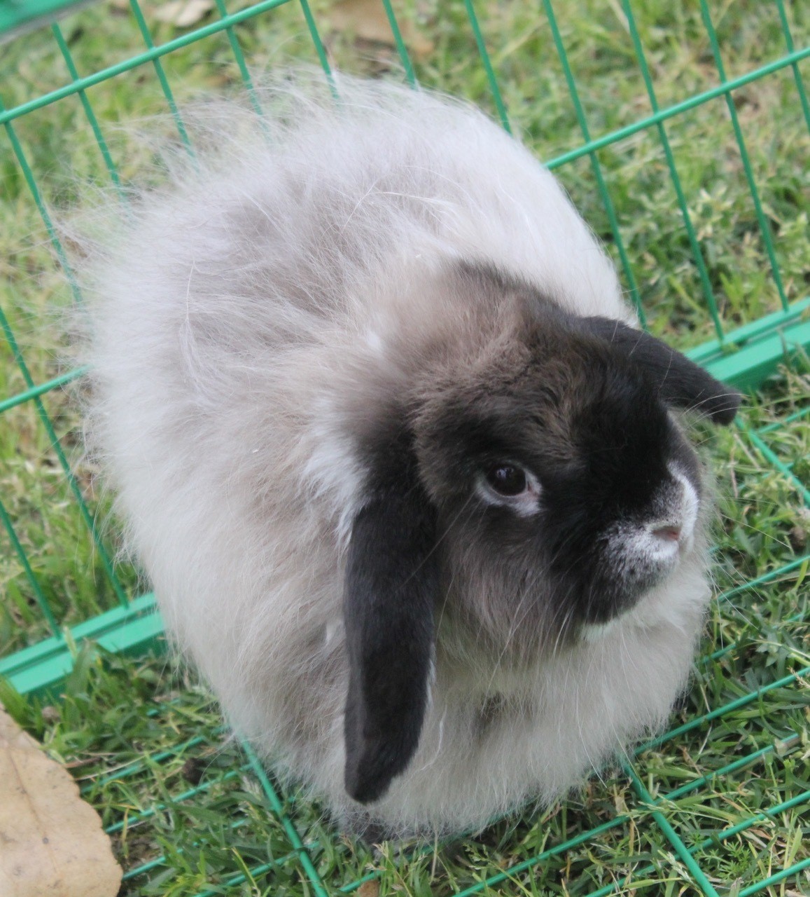 Josie - Female Cashmere Lop Mix Rabbit in NSW - PetRescue