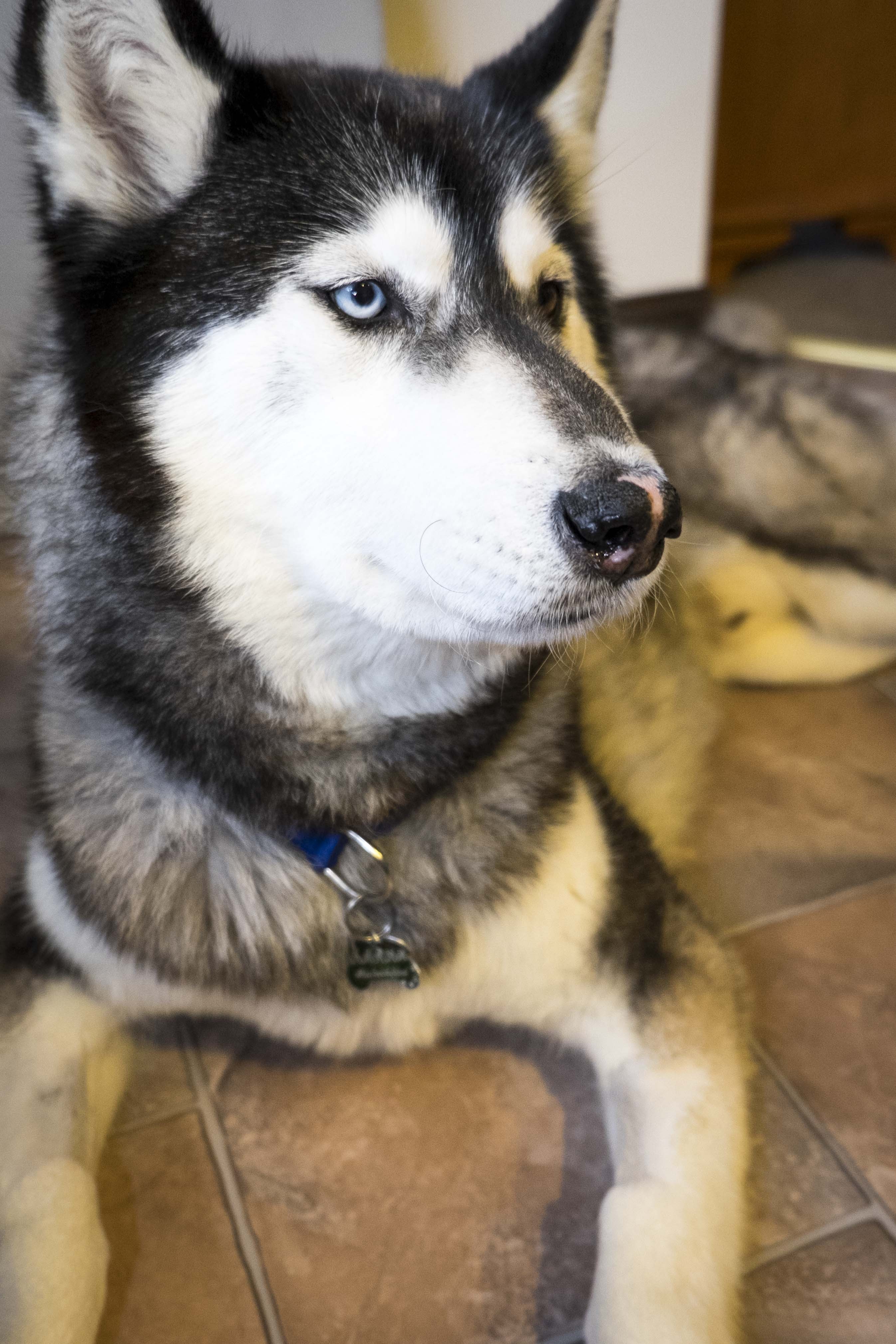 Nanook - Medium Male Siberian Husky Dog in VIC - PetRescue
