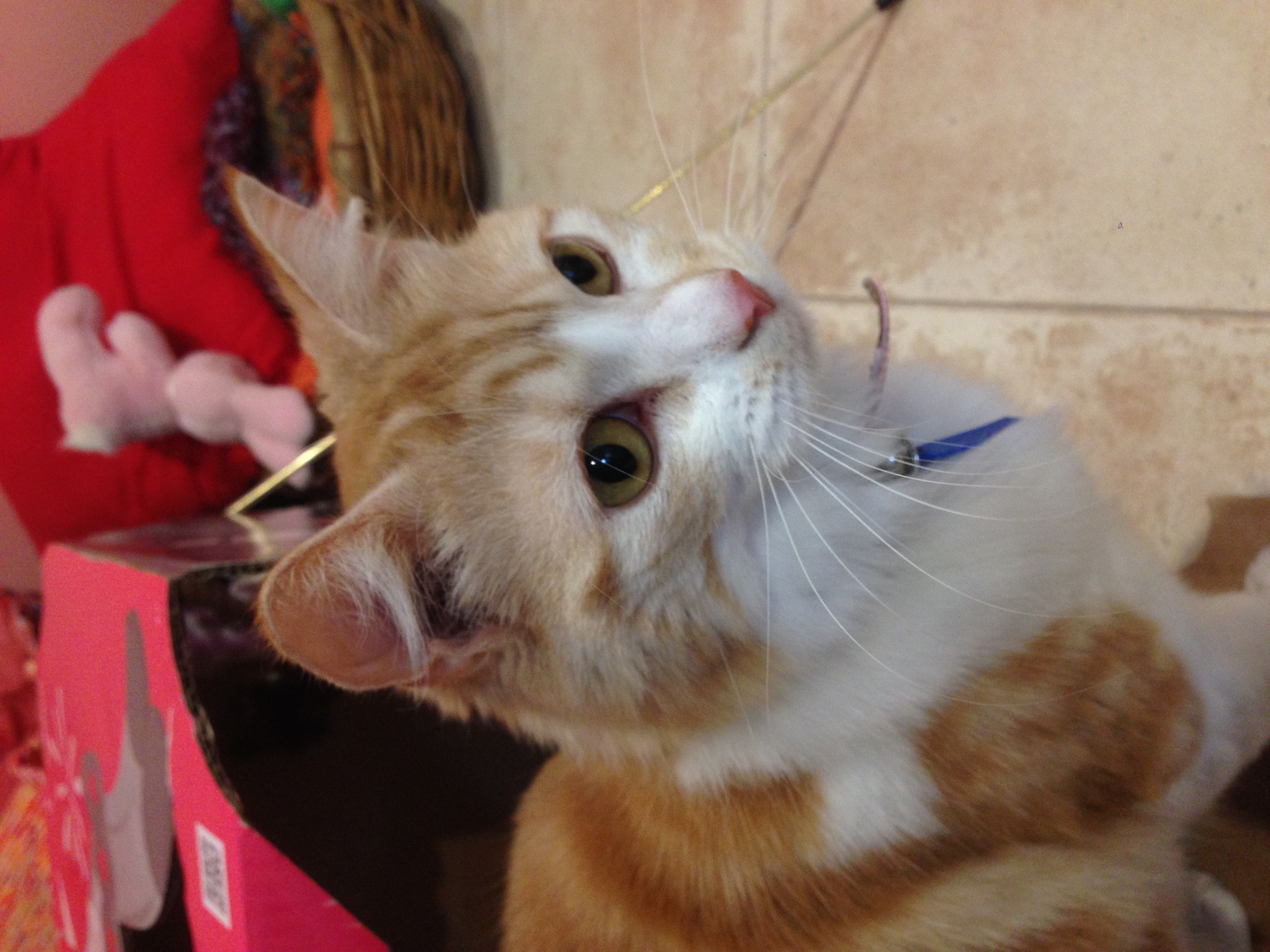 Mish - Female Domestic Medium Hair x Maine Coon Cat in VIC - PetRescue