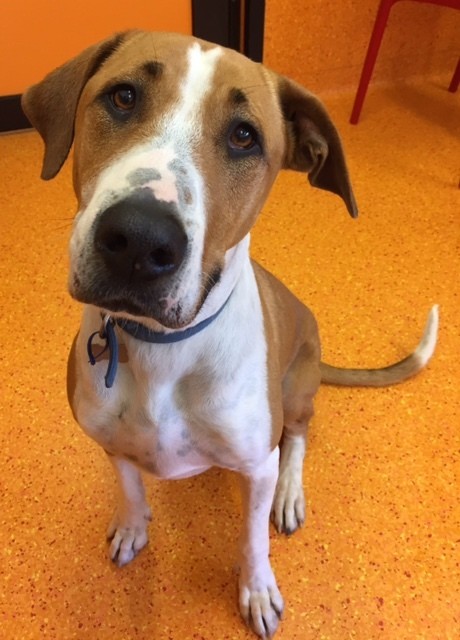 Sasha - Large Female Rhodesian Ridgeback x English Foxhound Mix Dog in ...