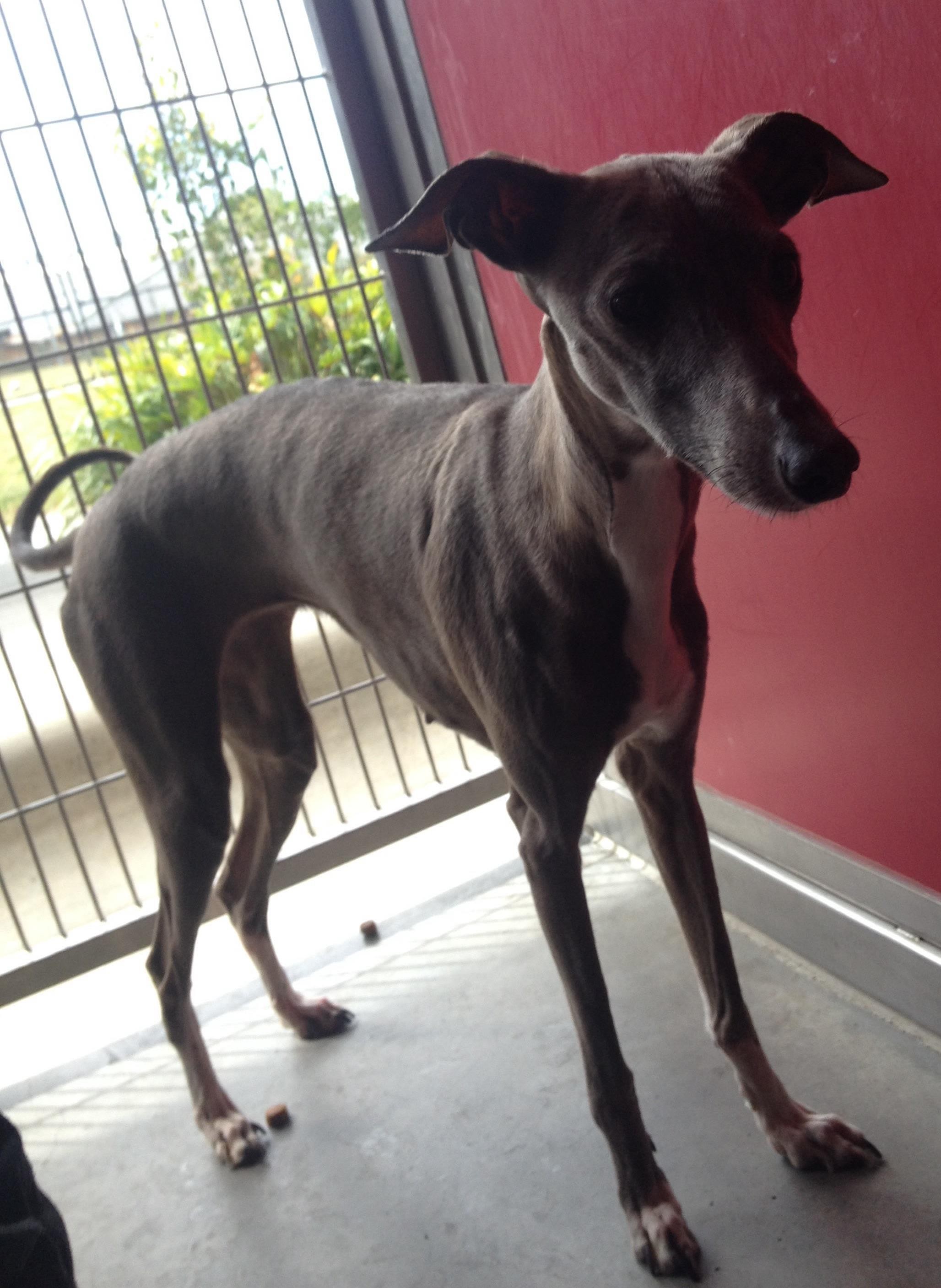 Sweetie - Small Female Italian Greyhound Dog in QLD - PetRescue