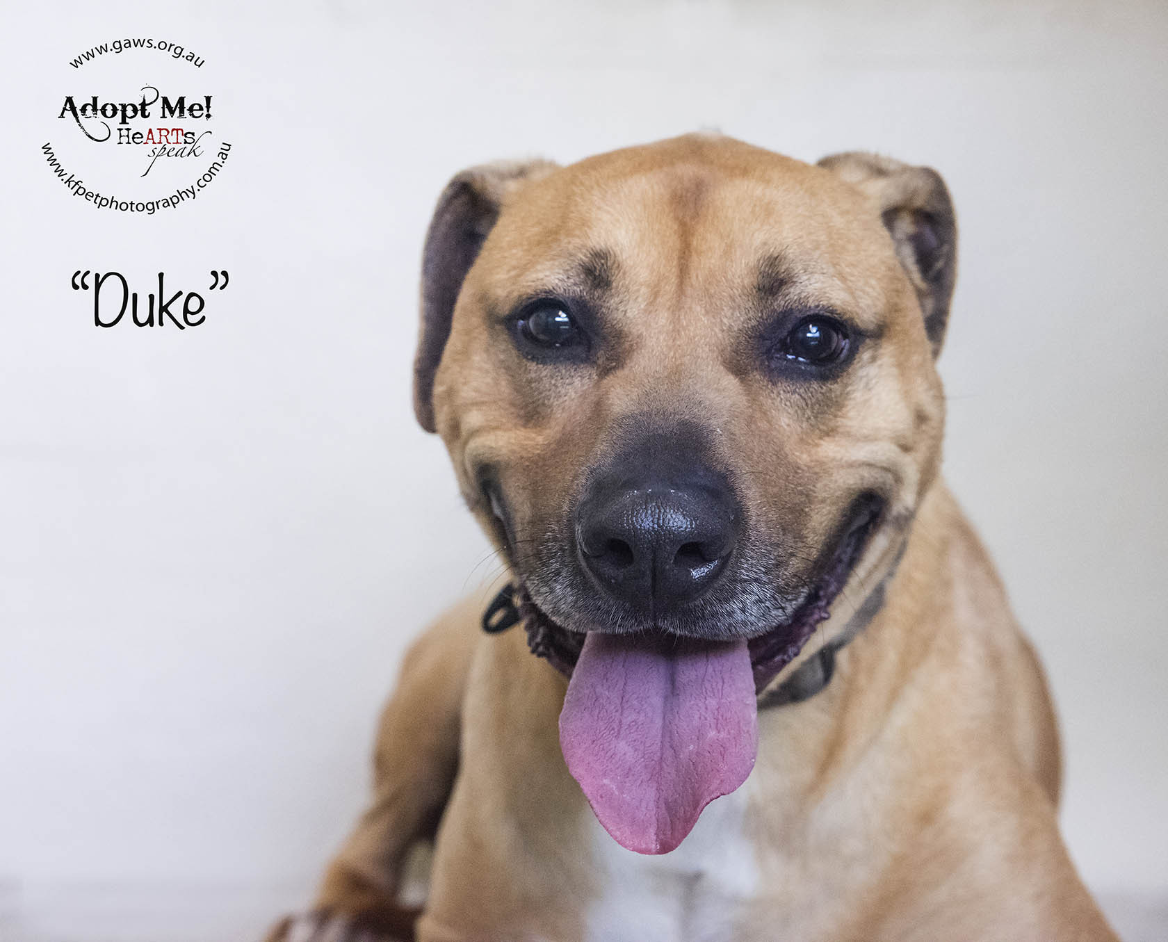 Duke ID25414 - Large Male Great Dane x Ridgeback Mix Dog in VIC - PetRescue