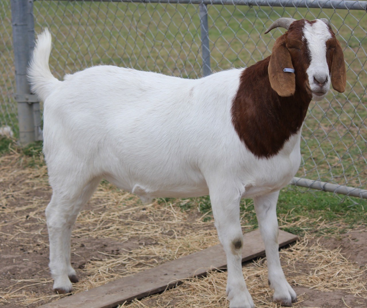 Bob - Male Boer Mix Goat in NSW - PetRescue