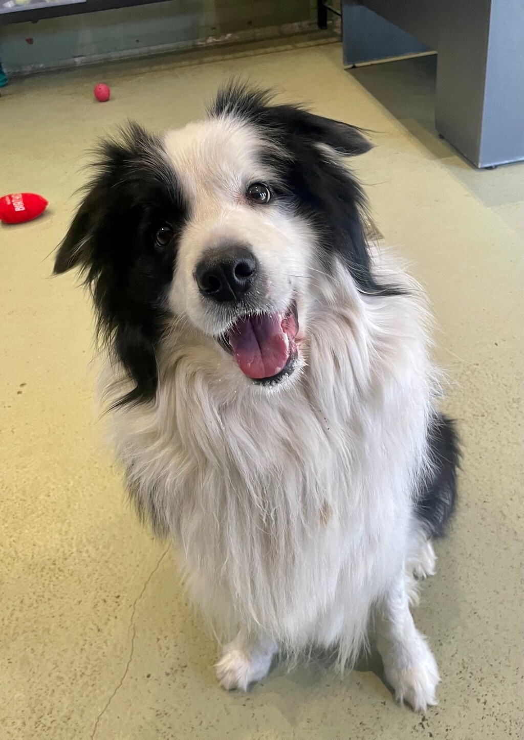 Milo - Large Male Border Collie Dog in VIC - PetRescue