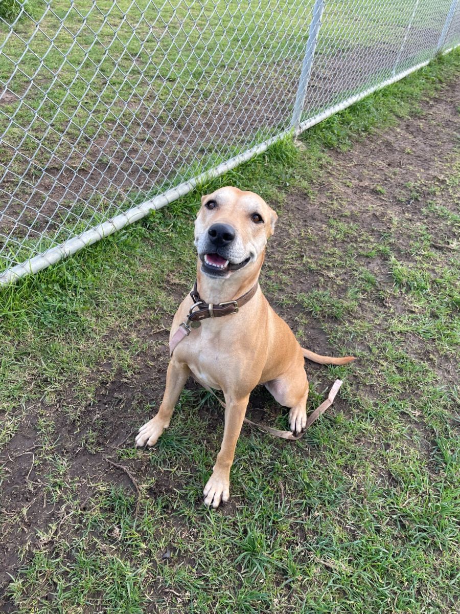 Zuzu (60628) - Medium Female Shar-Pei x Staffy Mix Dog in VIC - PetRescue