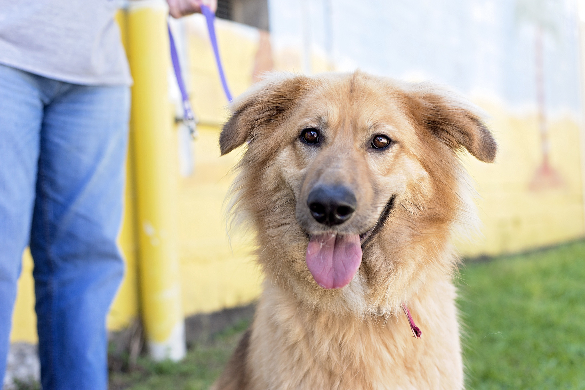 Narla - Large Female Labrador Mix Dog in QLD - PetRescue