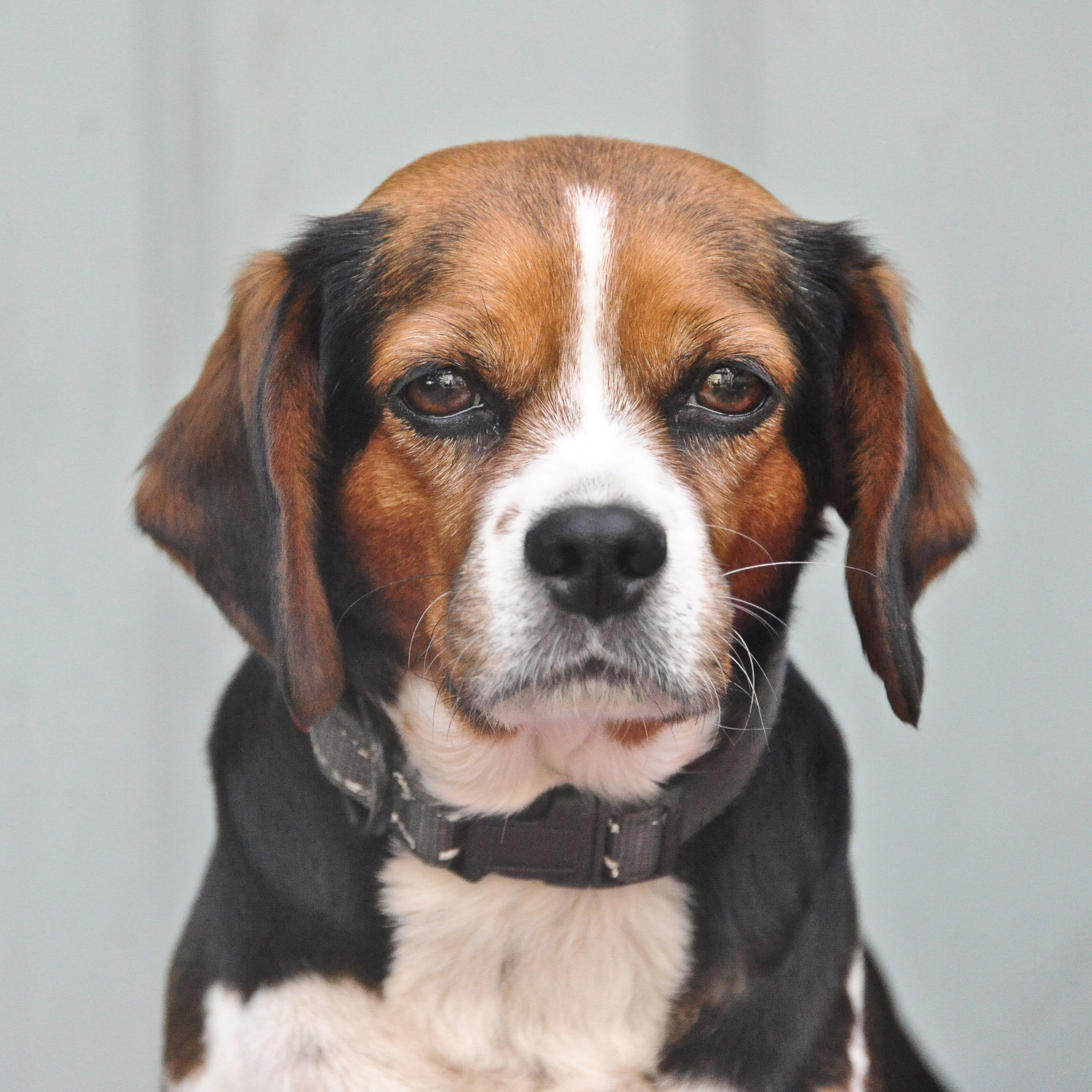 Shania - Medium Female Beagle x Cavalier King Charles Spaniel Mix Dog ...