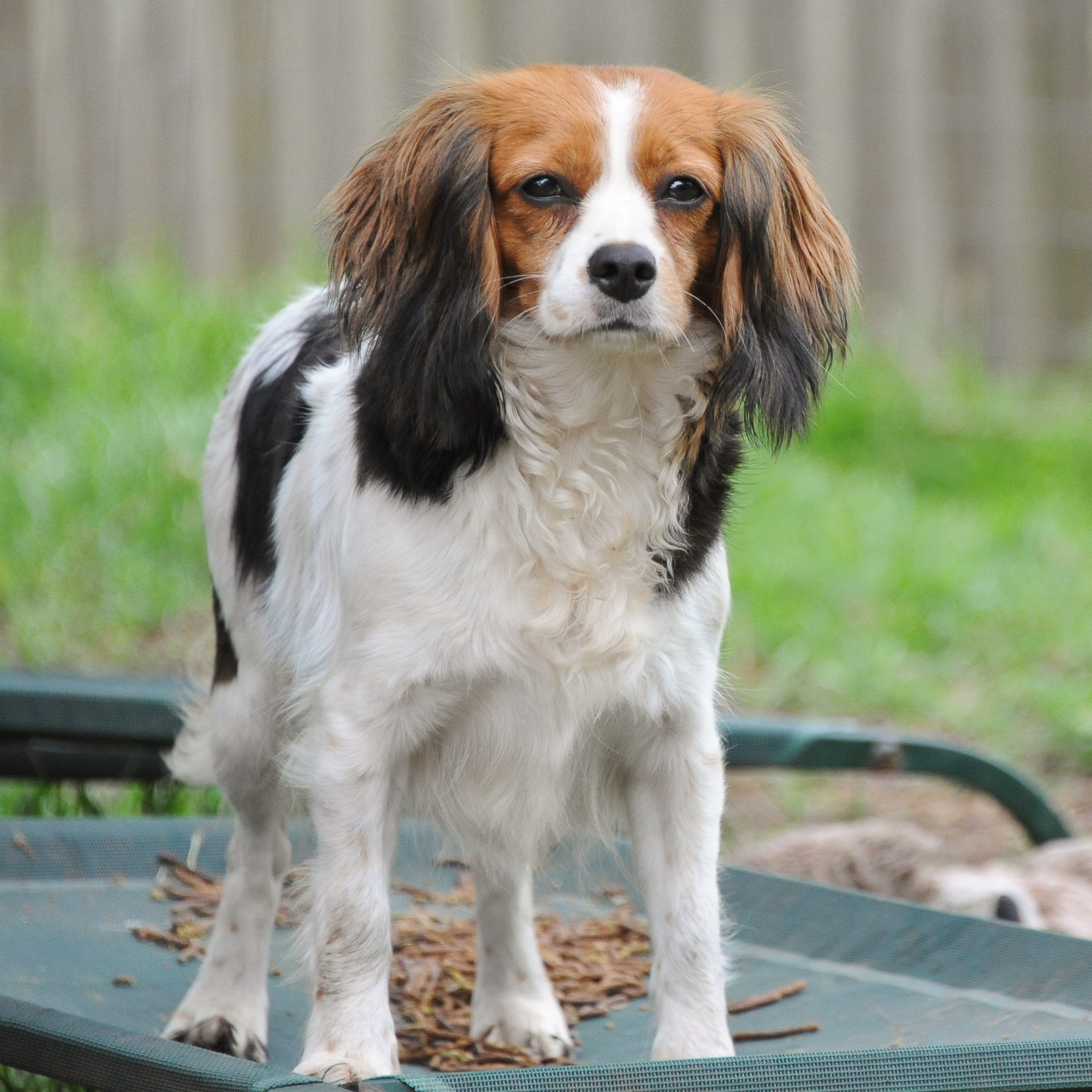 Dione - Small Female Beagle x Cavalier King Charles Spaniel x Papillion ...