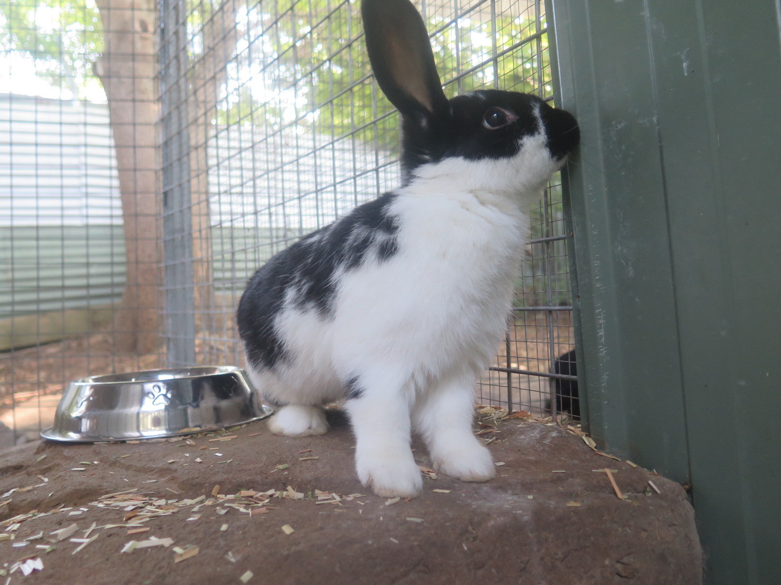 Domino - Male Bunny Rabbit Mix Rabbit in ACT - PetRescue