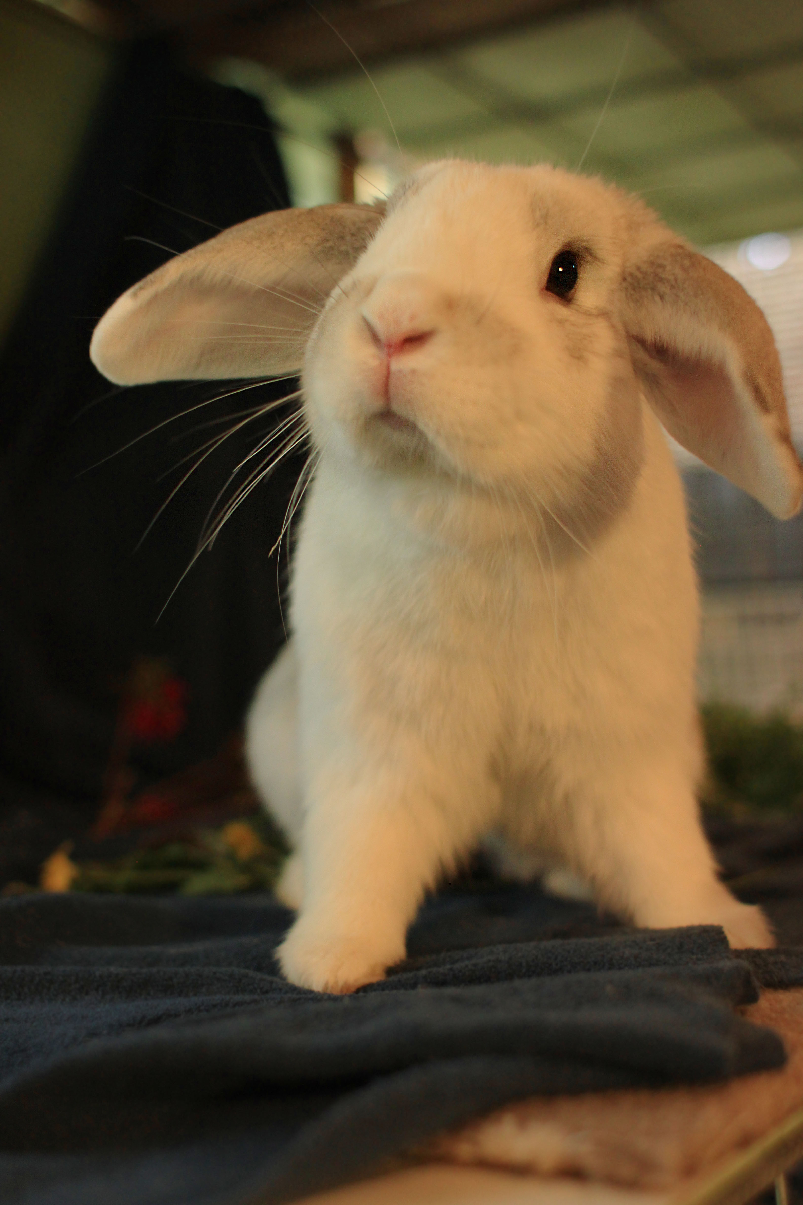 Mr Snuffles - Male Dwarf Lop Rabbit in VIC - PetRescue