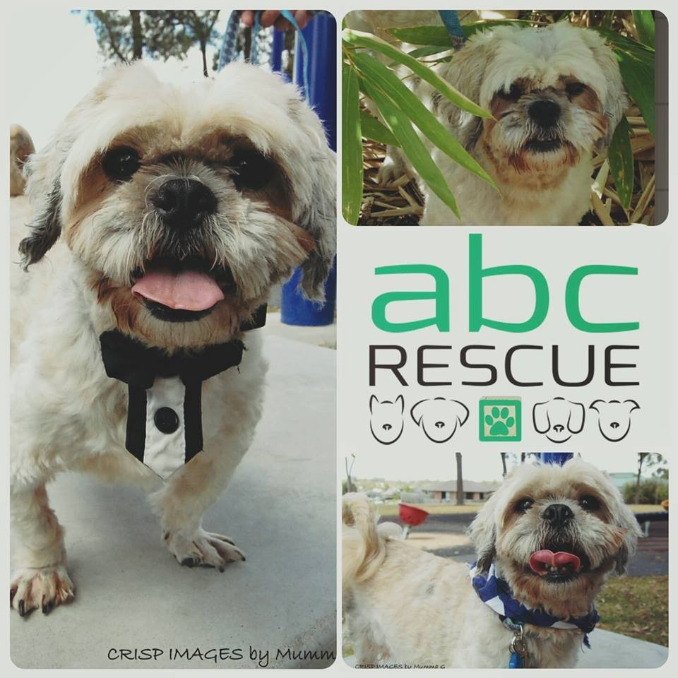 Garf - Small Male Shih Tzu Dog in QLD - PetRescue
