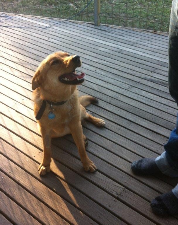 Foxy - Medium Female Australian Cattle Dog x Kelpie Mix Dog in VIC ...