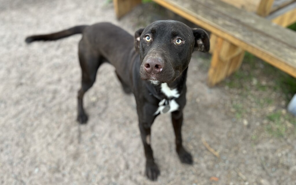 Billy - Large Male Bull Arab x Labrador Mix Dog in VIC - PetRescue