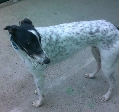 Bluey - Large Male Greyhound Dog in NSW - PetRescue