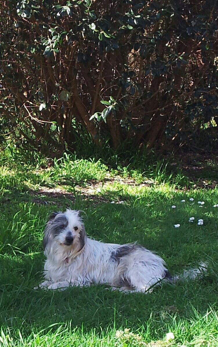 Kojo - Small Male Mixed Breed Mix Dog in VIC - PetRescue