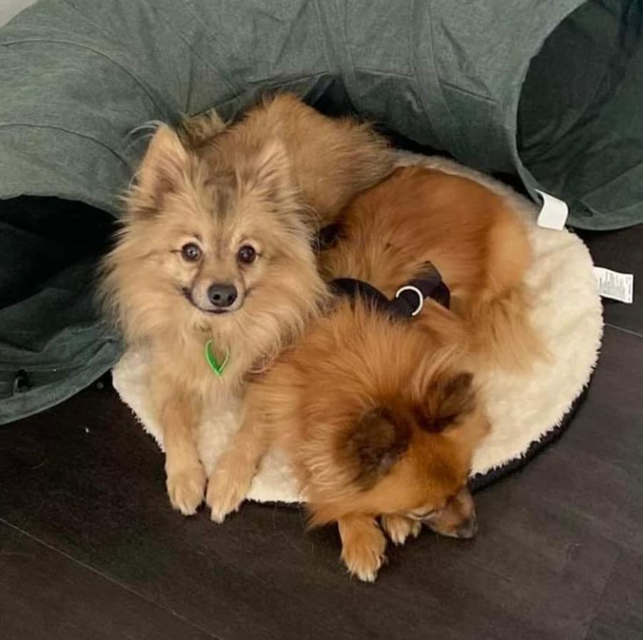 Bella and Odin - Small Female Pomeranian Dog in QLD - PetRescue