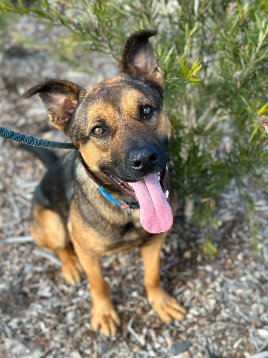 Trooper (imp. 189) - Large Male German Shepherd Dog in NSW - PetRescue