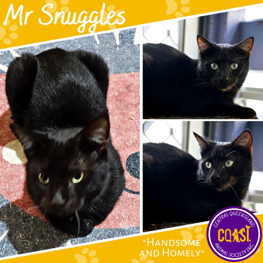 Mr Snuggles - Male Manx Cat in QLD - PetRescue