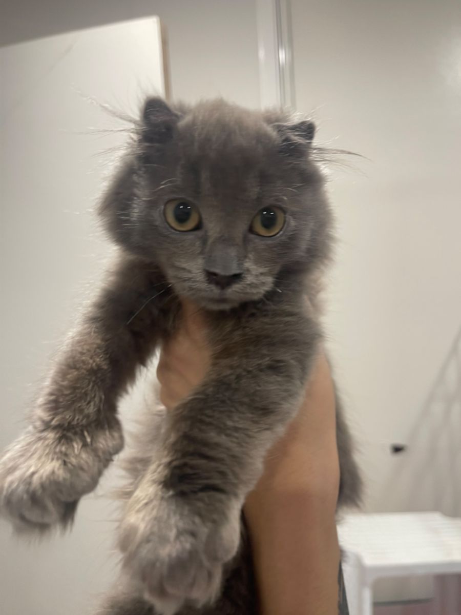 Jazz - Male Scottish Fold x Ragdoll Mix Cat in VIC - PetRescue