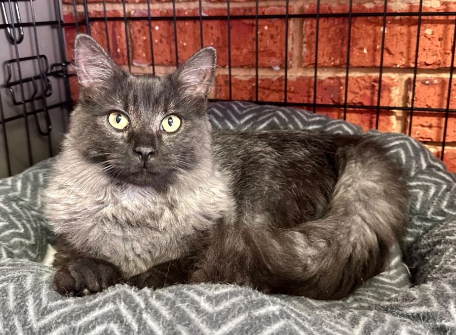 Smokey - Male Ragdoll Mix Cat in VIC - PetRescue