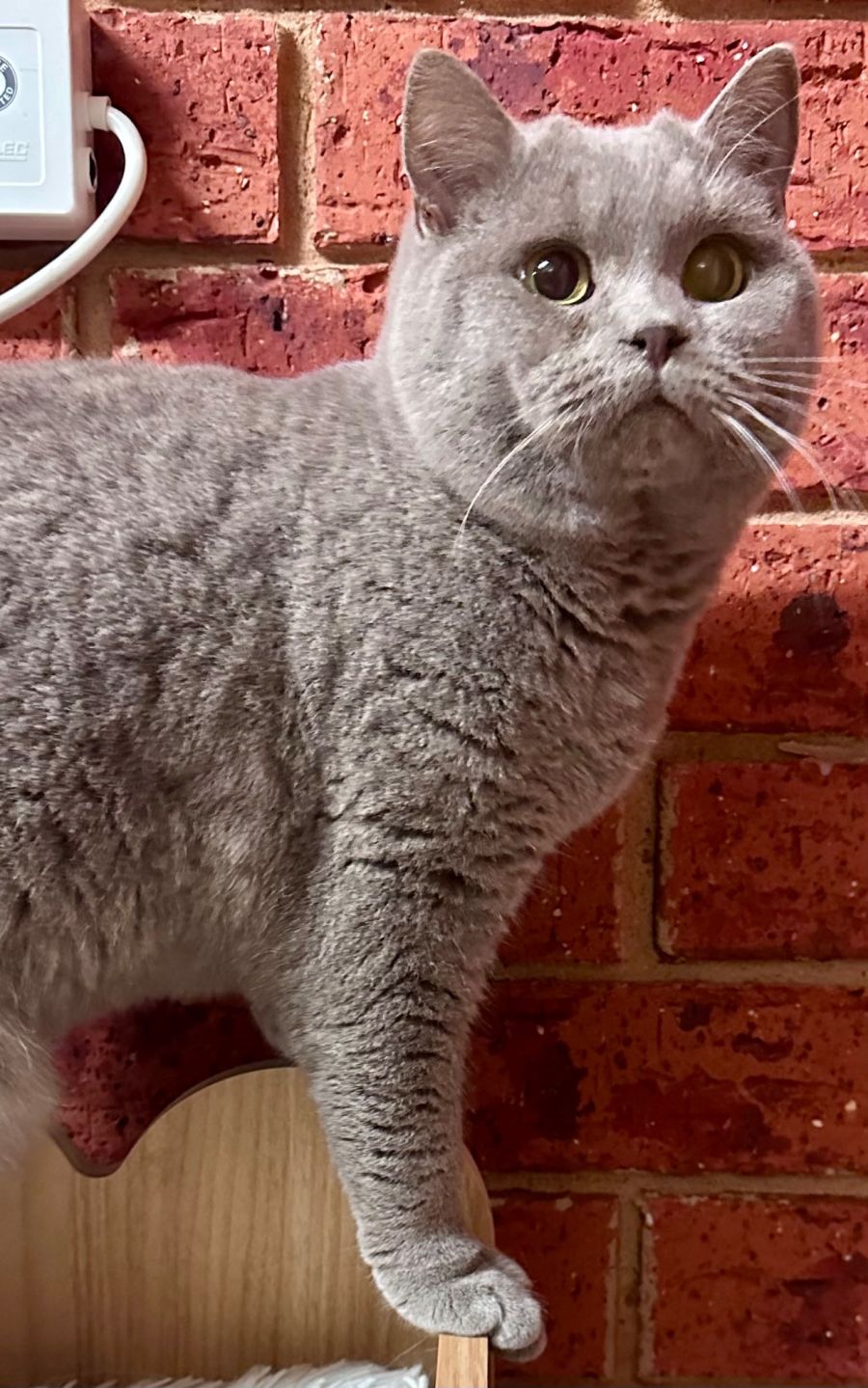 Yuko - Male Scottish Shorthair Cat in VIC - PetRescue