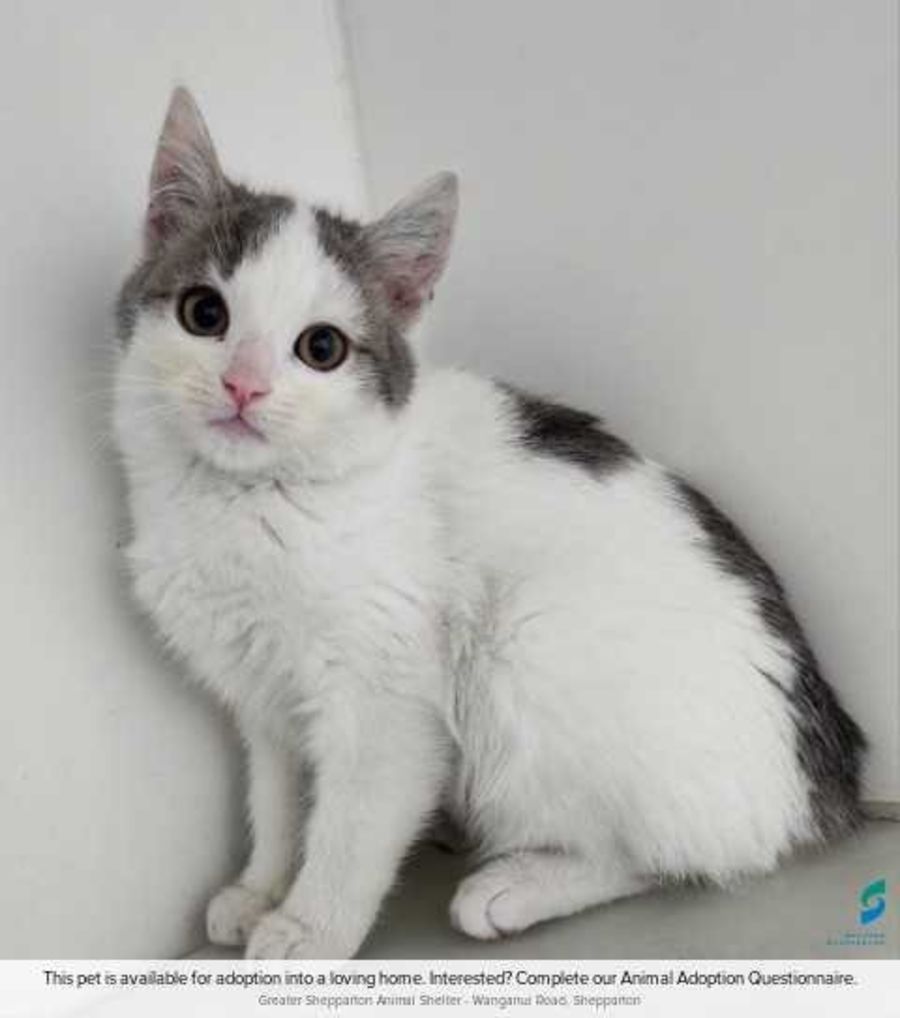 Pelican - Female Domestic Short Hair Cat in VIC - PetRescue