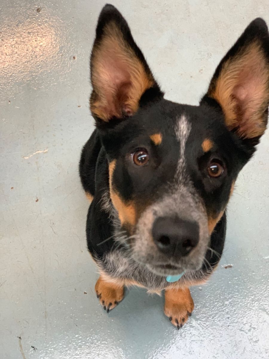 Kirra - Medium Female Kelpie x Australian Cattle Dog Mix Dog in SA - PetRescue