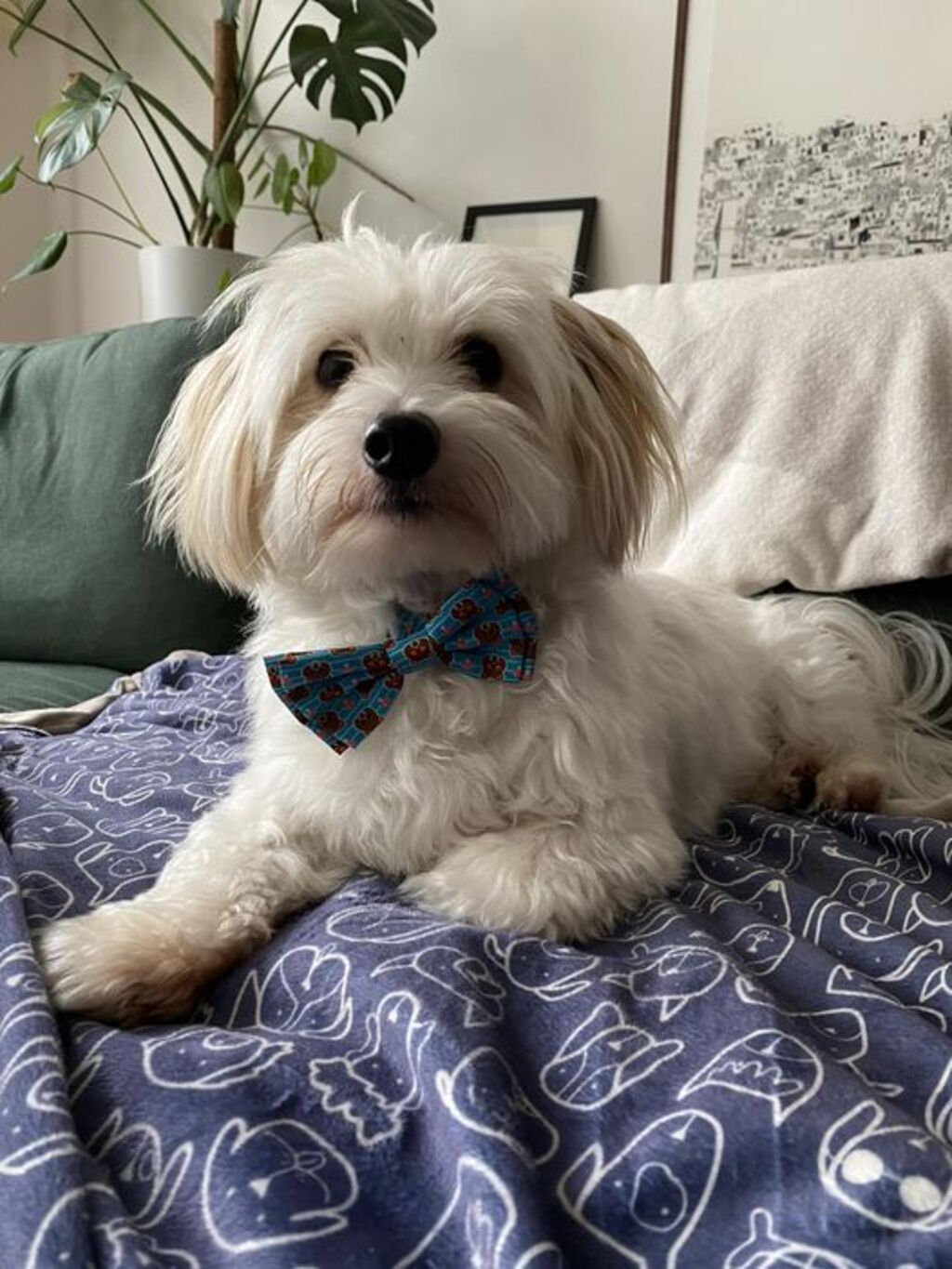 Dougie - Small Male Maltese x Shih Tzu Mix Dog in VIC - PetRescue