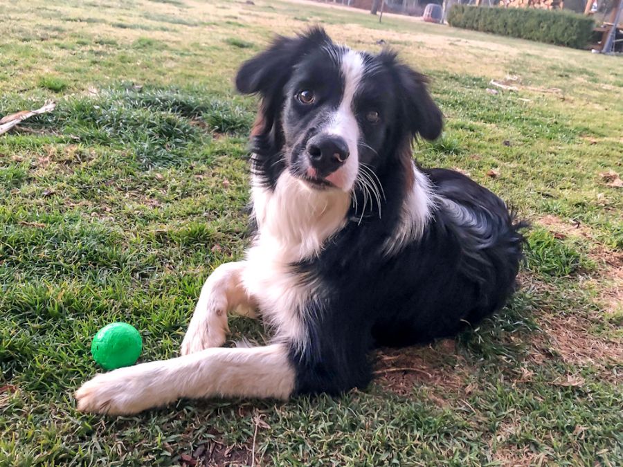 Rexi - Medium Male Border Collie Dog in NSW - PetRescue