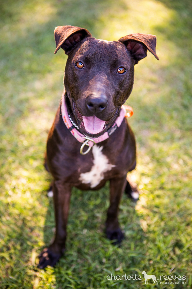 Cheeka - Large Female Staffy Dog in QLD - PetRescue