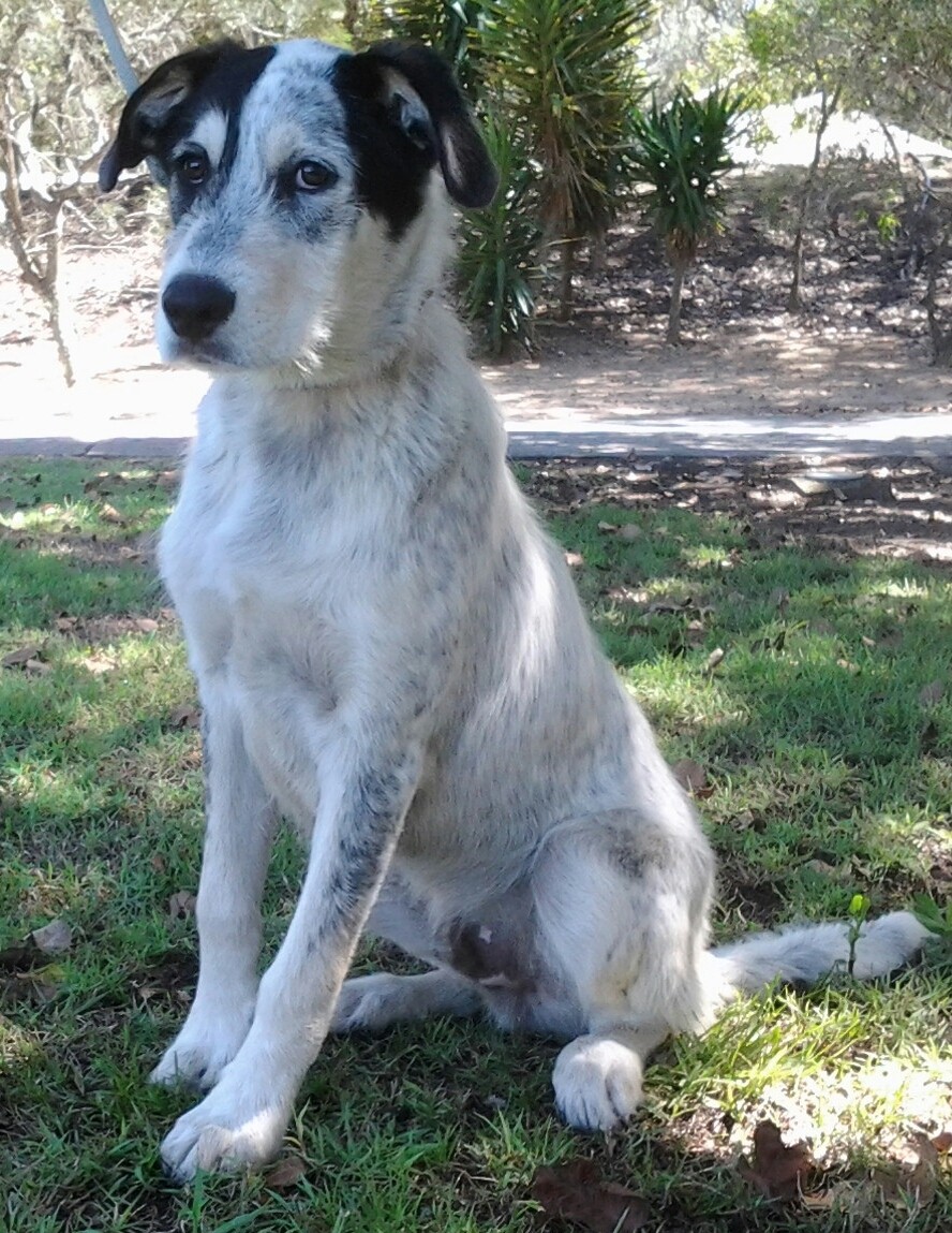 095 1886 Buzz - Medium Male Border Collie x Irish Wolfhound Mix Dog in ...