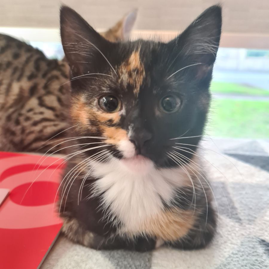 Crumble - Female Domestic Short Hair Cat in VIC - PetRescue