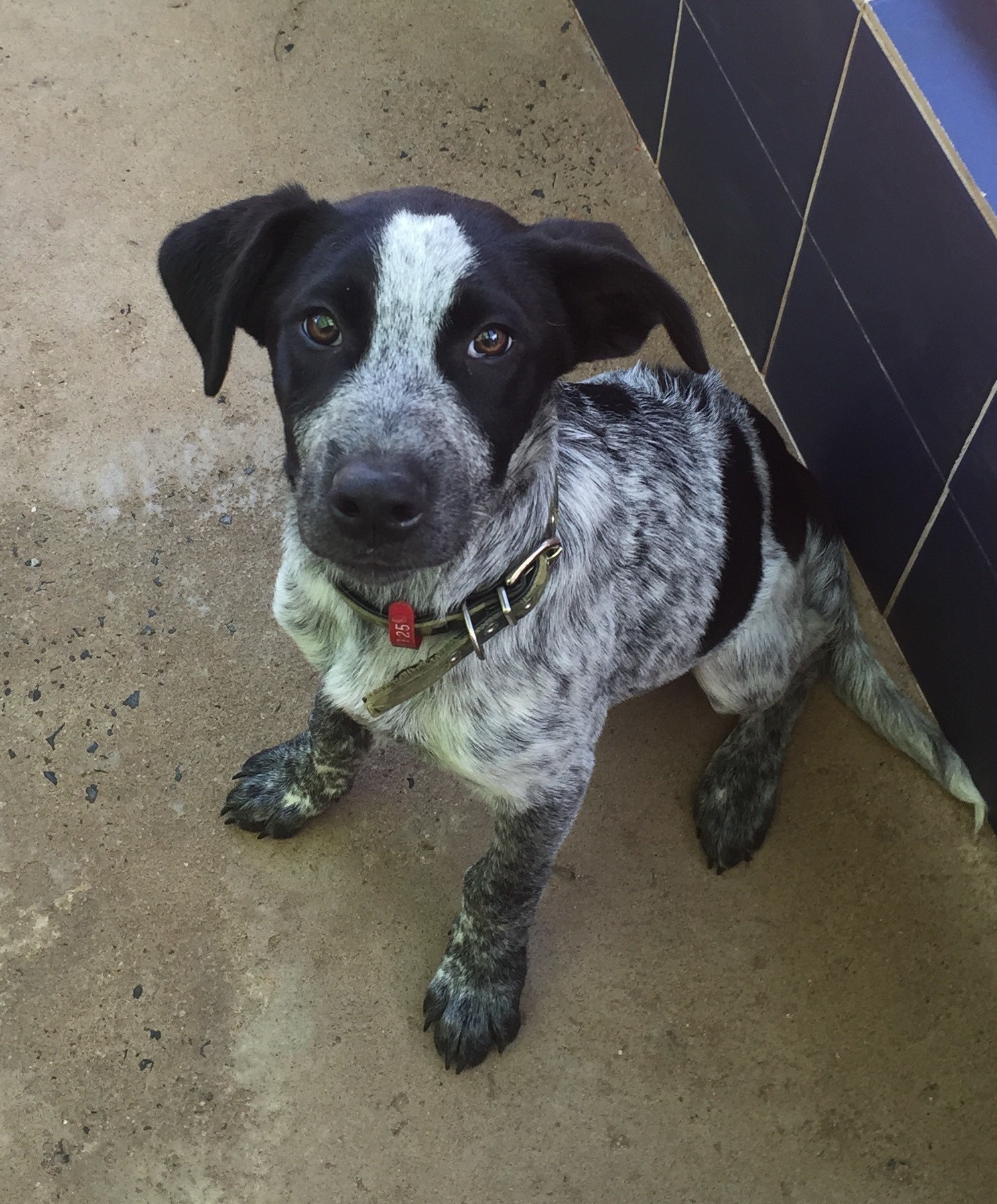 Cooper - Medium Male Australian Cattle Dog x Rhodesian Ridgeback Mix ...