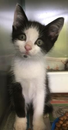 Baelish - Male Domestic Short Hair Mix Cat in QLD - PetRescue