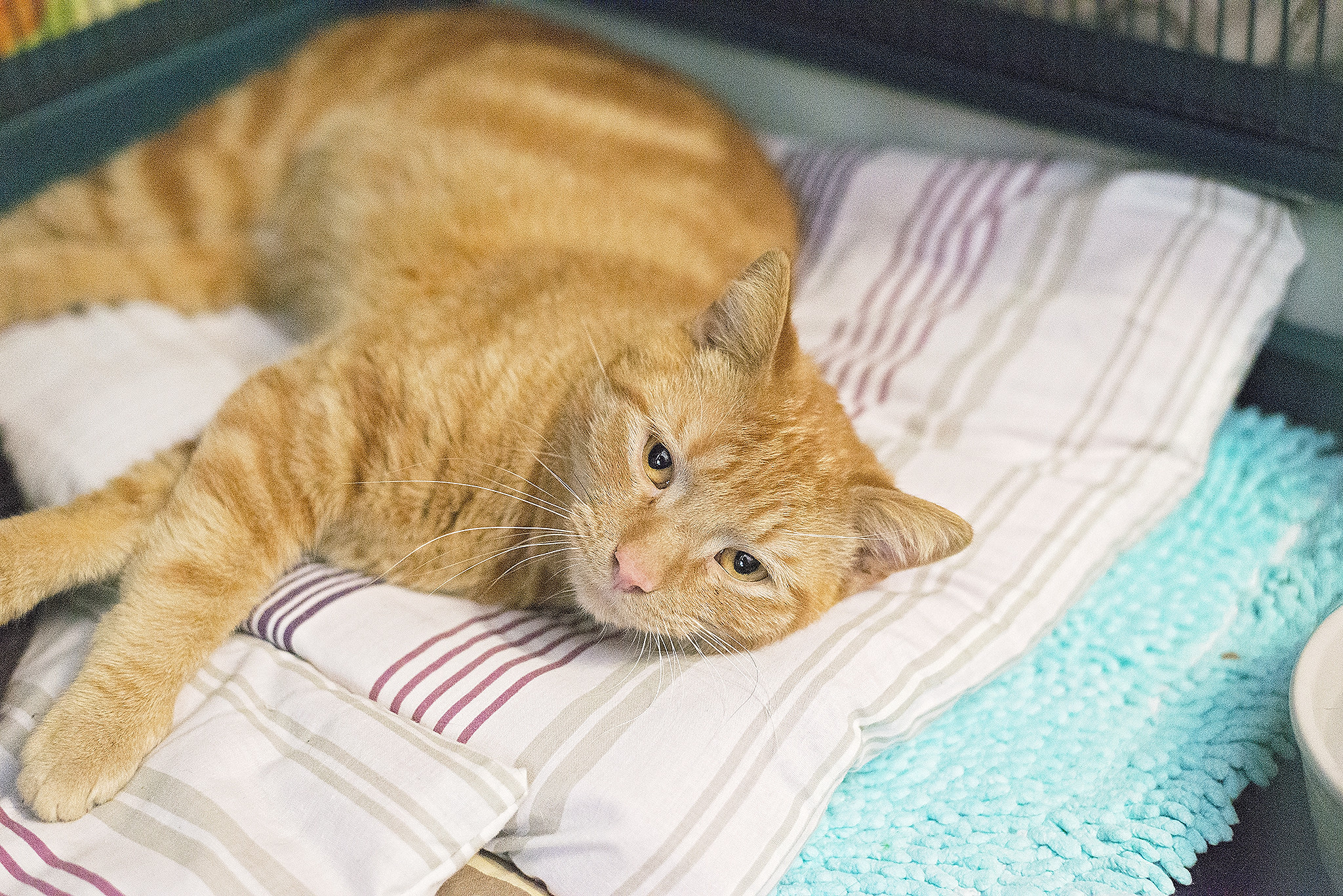 Corbin - Male Domestic Short Hair Mix Cat in QLD - PetRescue