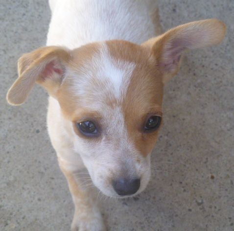 Leia - Medium Female Maltese x Staffordshire Bull Terrier Mix Dog in ...